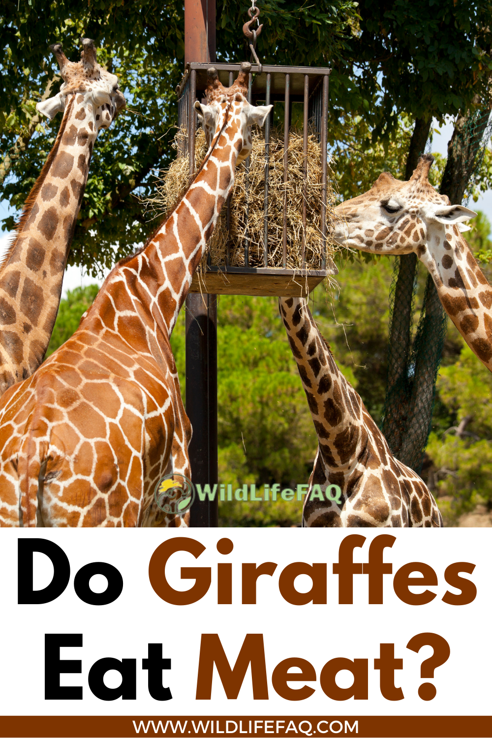 Do Giraffes Eat Meat? ????(Answered) - WildLifeFAQ