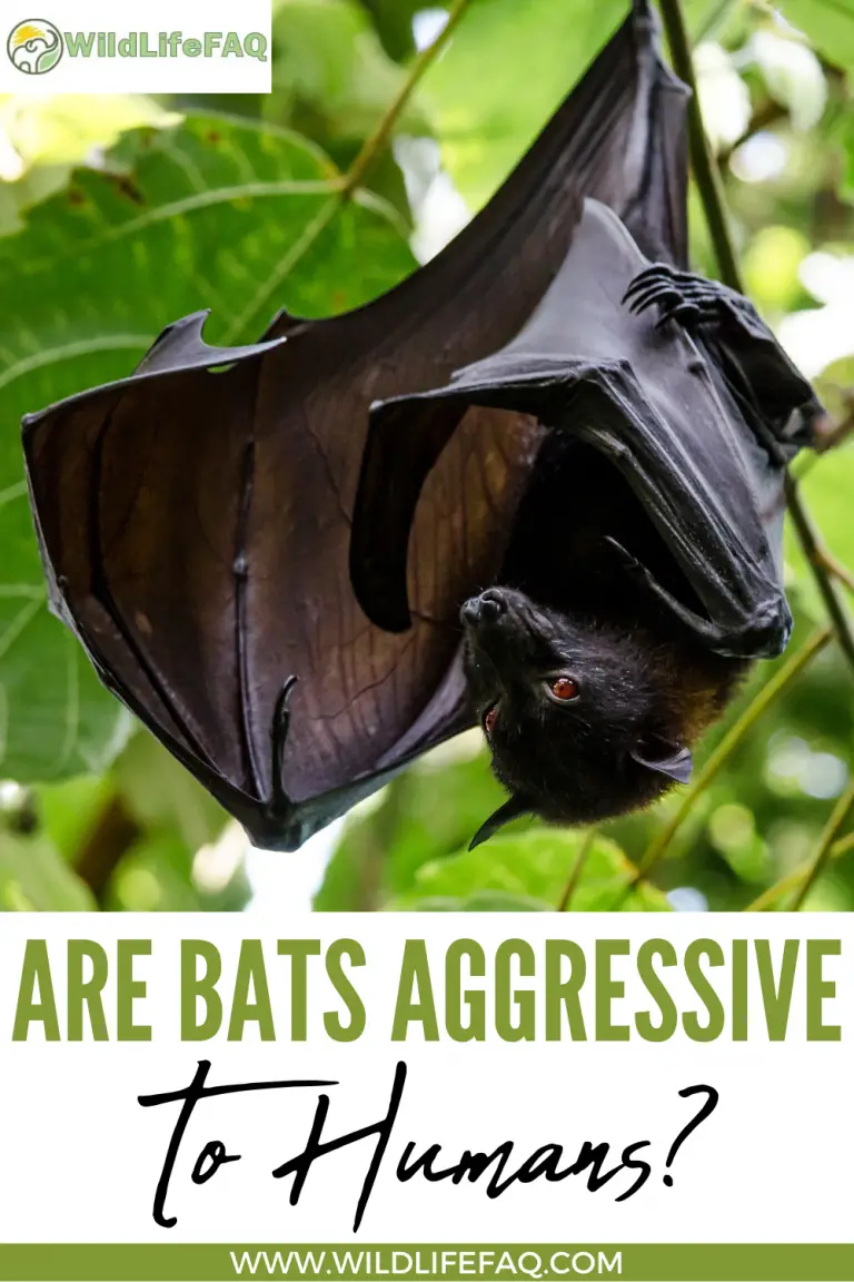Are Bats Aggressive To Humans? - WildLifeFAQ
