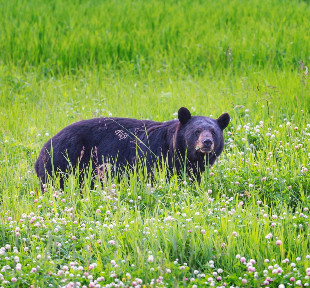How Fast Can A Bear Run? (All Bears with Table) - WildLifeFAQ