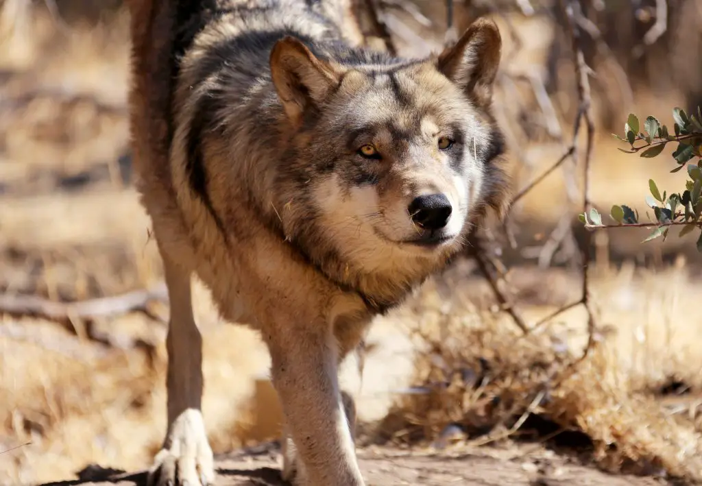 Do Wolves Hibernate Or Migrate? ???? (Answered) - WildLifeFAQ