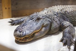When is the Alligator Mating Season: Behavioral Changes to Look Out For ...