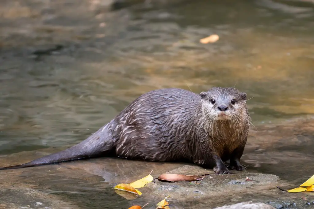 Will Otters Attack Humans? ???? - WildLifeFAQ