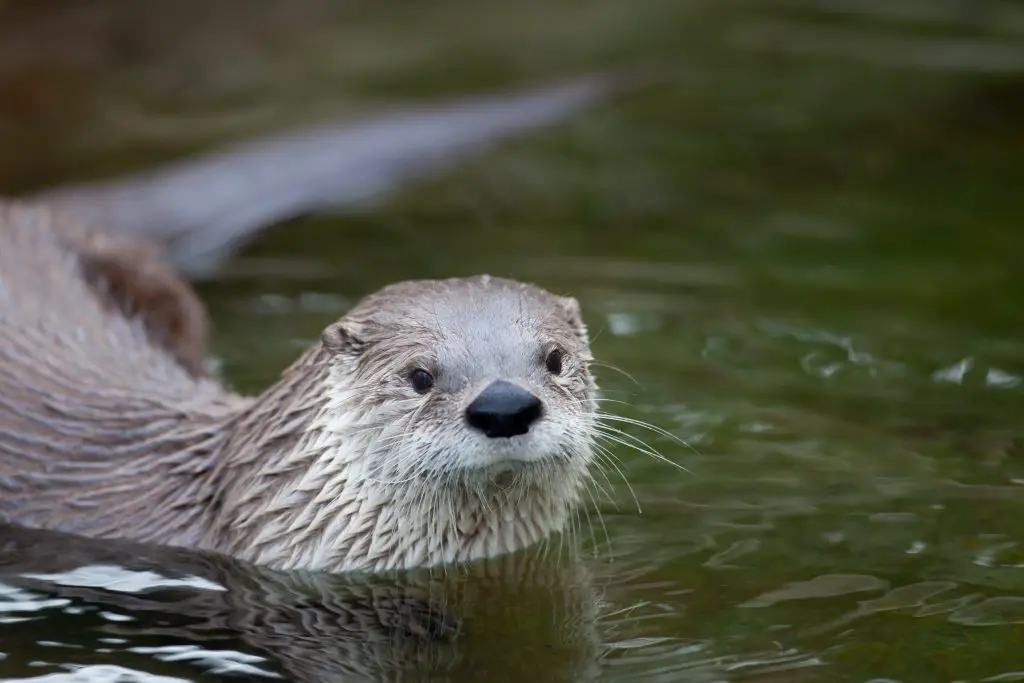 Can Otters Climb Trees? ???? - WildLifeFAQ