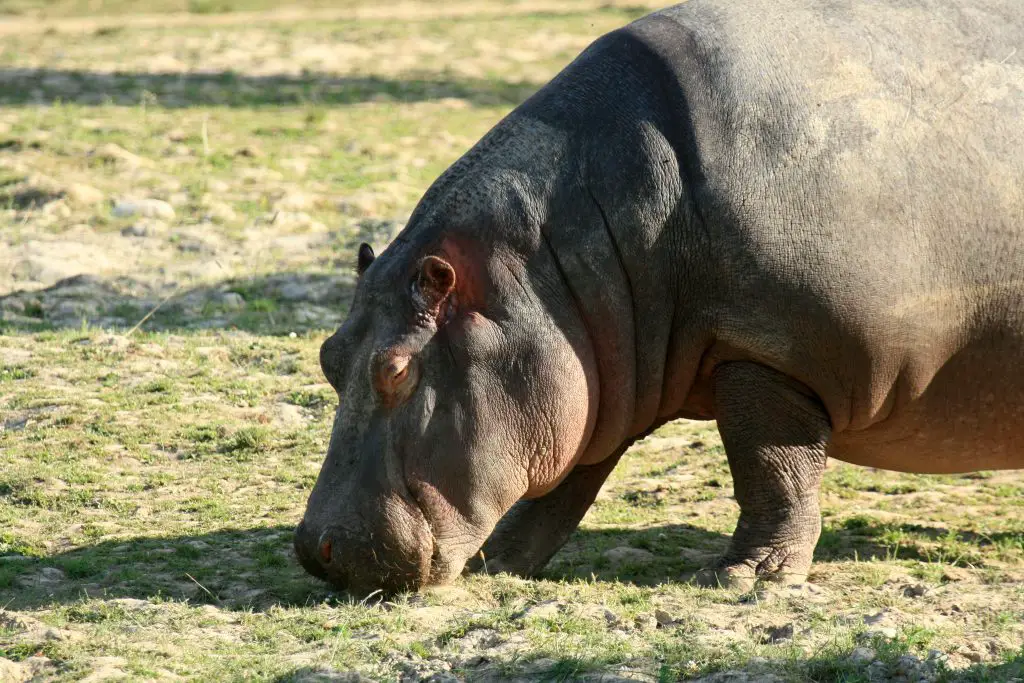 How Many Species Of Hippo Are There? ???? - WildLifeFAQ