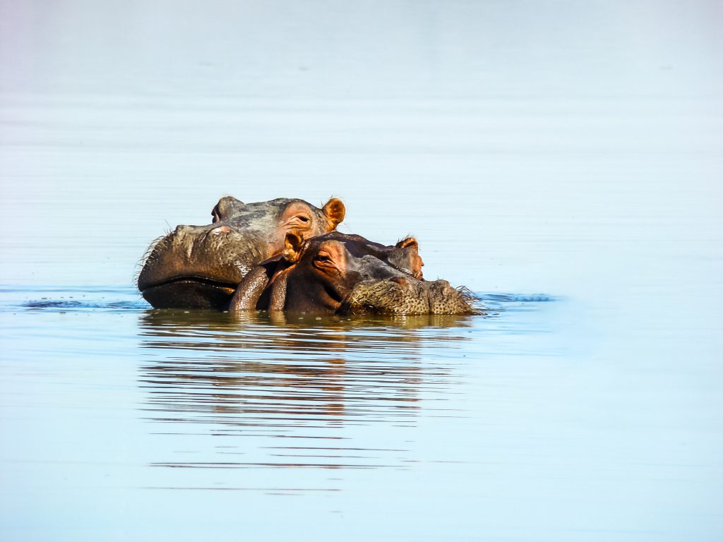 How Fast Can A Hippo Move In Water? ???? - WildLifeFAQ
