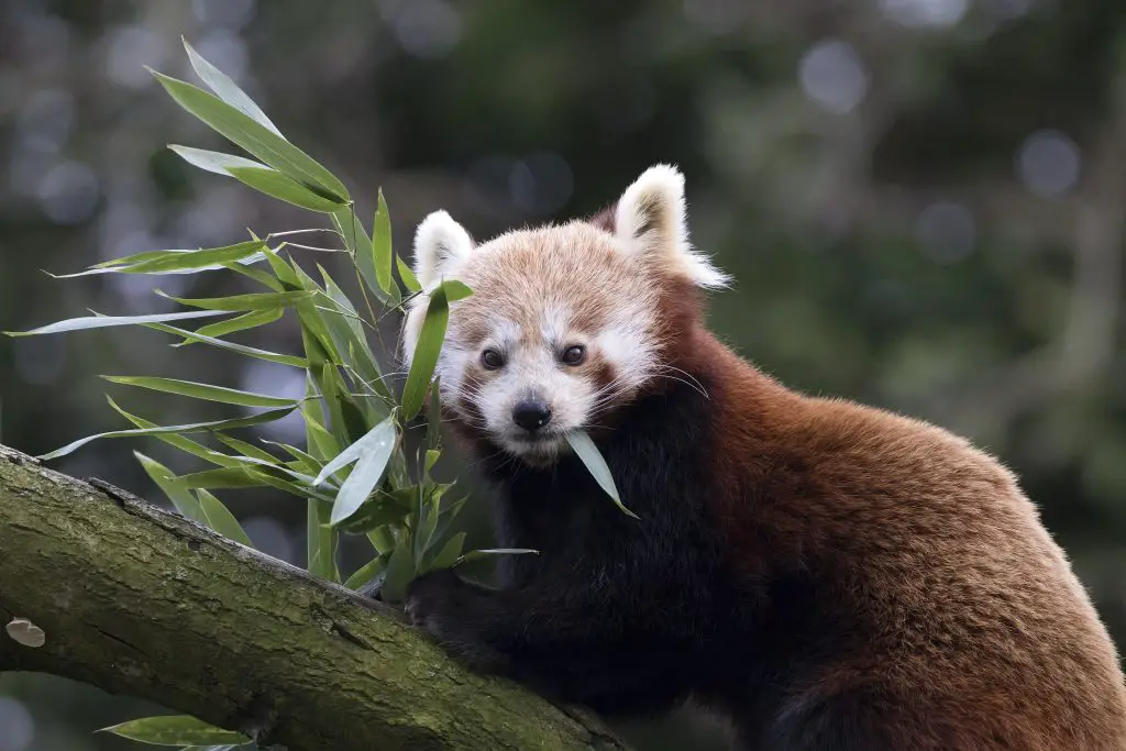Will Snow Leopards Eat Red Pandas? (Answered) - WildLifeFAQ