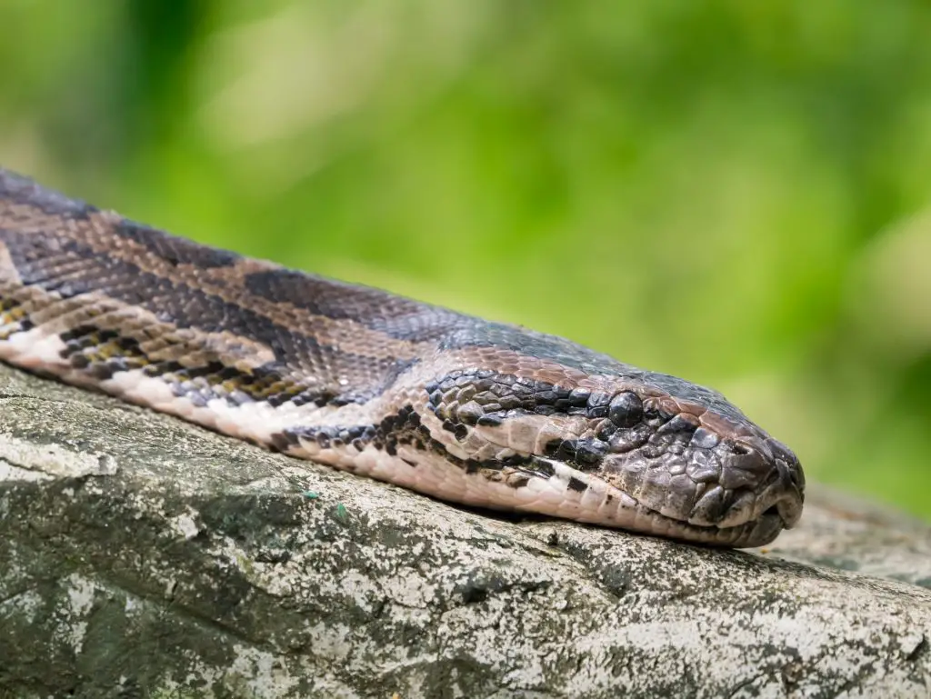 Do Snakes Poop Out Bones? ???? - WildLifeFAQ