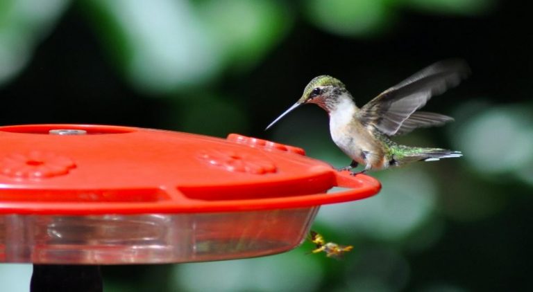 Where Do Hummingbirds Go at Night? - WildLifeFAQ