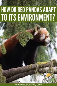 How Do Red Pandas Adapt To Its Environment? - WildLifeFAQ