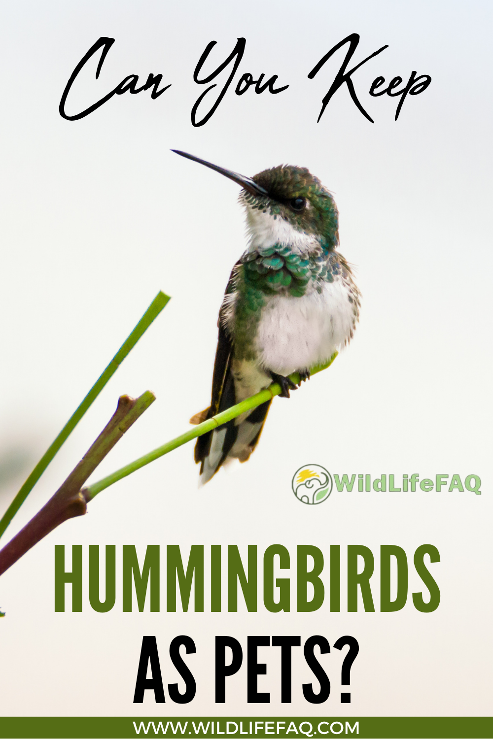 Can You Keep Hummingbirds as Pets? - WildLifeFAQ