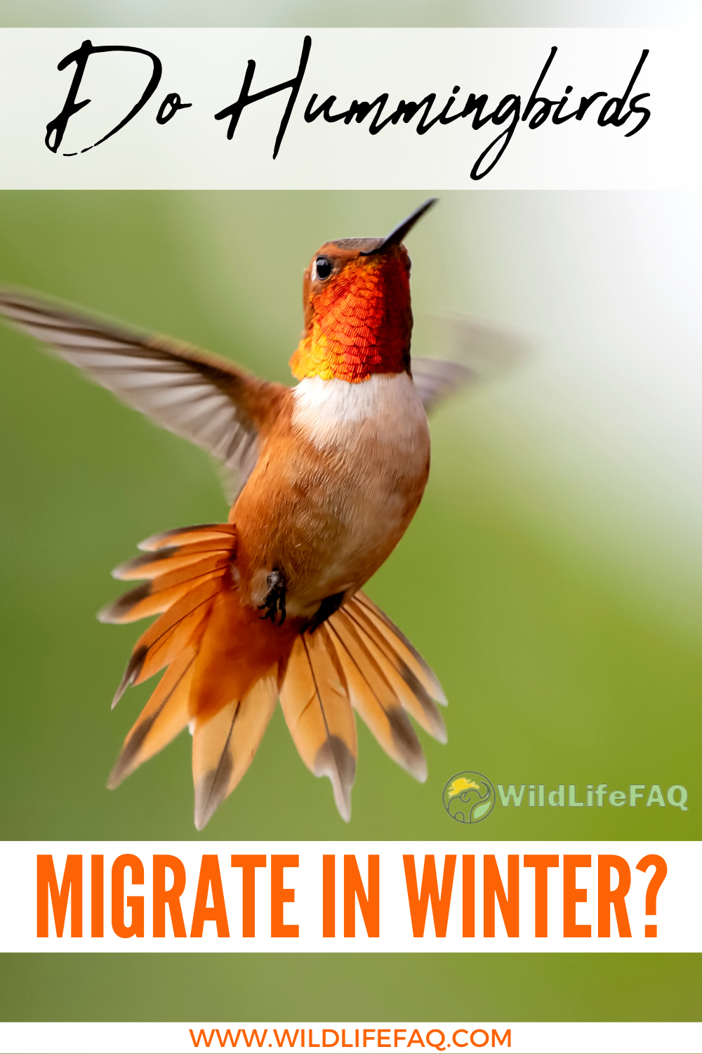 Do Hummingbirds Migrate In Winter? - WildLifeFAQ