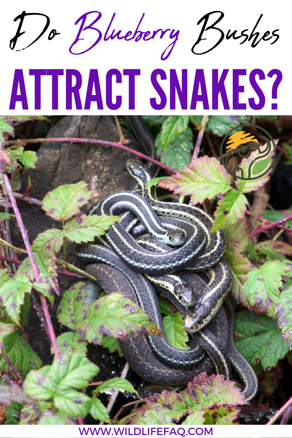 Do Blueberry Bushes Attract Snakes? ???? And 5 That Don't. - WildLifeFAQ