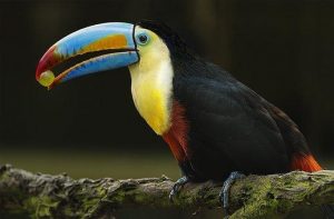 Are Toucans Endangered? How Do They Adapt to Rainforest? - WildLifeFAQ
