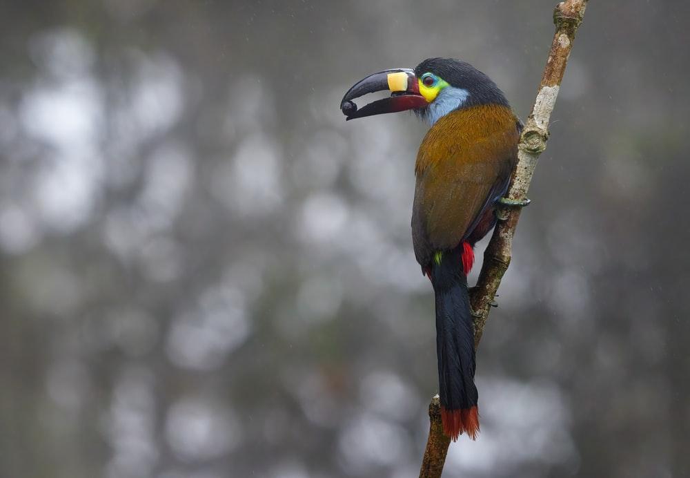 What do Toucans Eat? (Answered, Wild and Captivity) - WildLifeFAQ