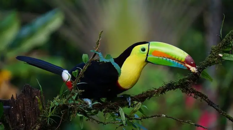 When And How Do Toucans Sleep? (Nocturnal or Diurnal) - WildLifeFAQ