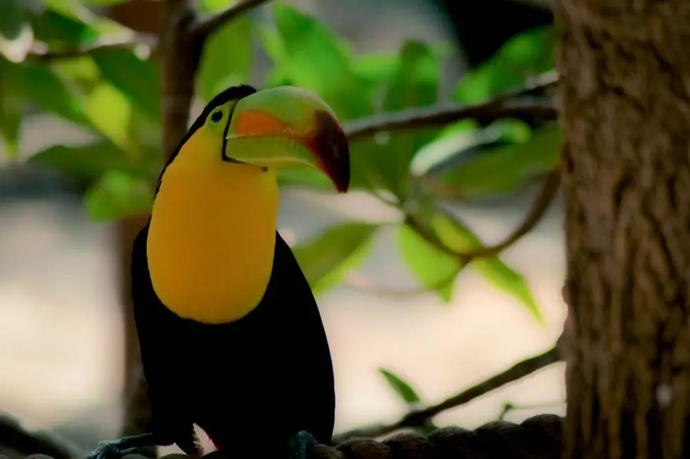 When And How Do Toucans Sleep? (Nocturnal or Diurnal) - WildLifeFAQ