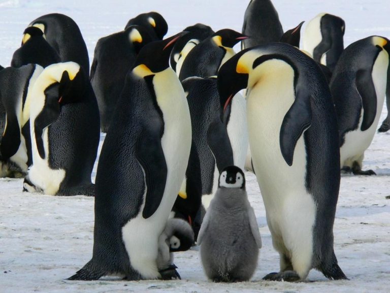 What Animals Live on Glaciers? - WildLifeFAQ