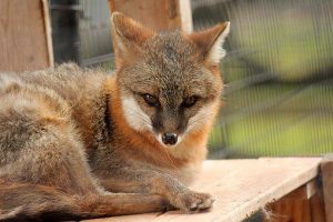 List Of All 50 State Animals In America (With Explanations) - WildLifeFAQ