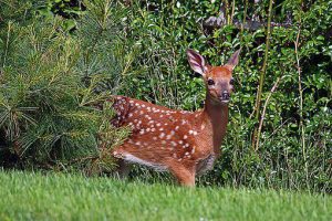 List Of All 50 State Animals In America (With Explanations) - WildLifeFAQ