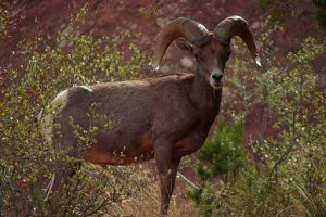 List Of All 50 State Animals In America (With Explanations) - WildLifeFAQ