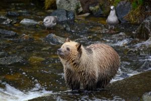 What Animals Live on Glaciers? - WildLifeFAQ