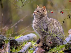 Will Groundhogs Attack Cats? How To Protect Your Cat From Them ...