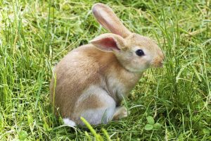The Secret Lives of Wild Rabbits: Everything You Need to Know - WildLifeFAQ
