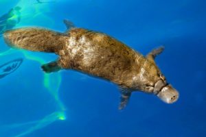 How Does a Platypus Eat And Digest Food Without a Stomach? - WildLifeFAQ