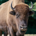 How Many Stomachs Does A Bison Have - WildLifeFAQ