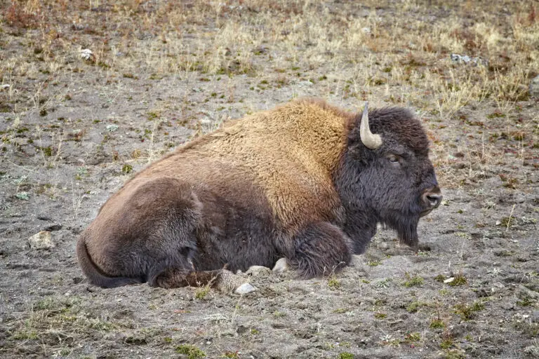 Why Do Bison Have Humps? Explained - WildLifeFAQ