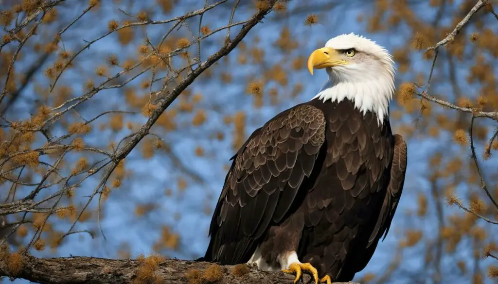 Do Bald Eagles Sleep at Night? Discover their habits!