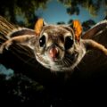 Unveiling the Flying Squirrel's Ecological Role in US Forests