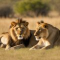 How do lions mate, and what is their reproduction cycle?