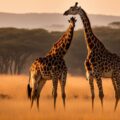 What is the process of giraffe birth and raising calves?
