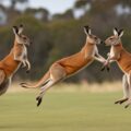 What do kangaroos typically eat, and how do they feed?