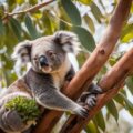 What do koalas typically eat, and how do they feed?