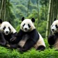 How do giant pandas adapt to winter conditions in their habitats?