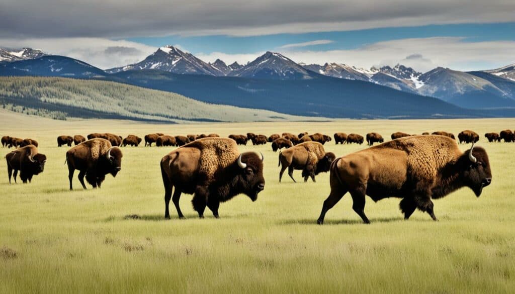 Where can you see bison in the USA?