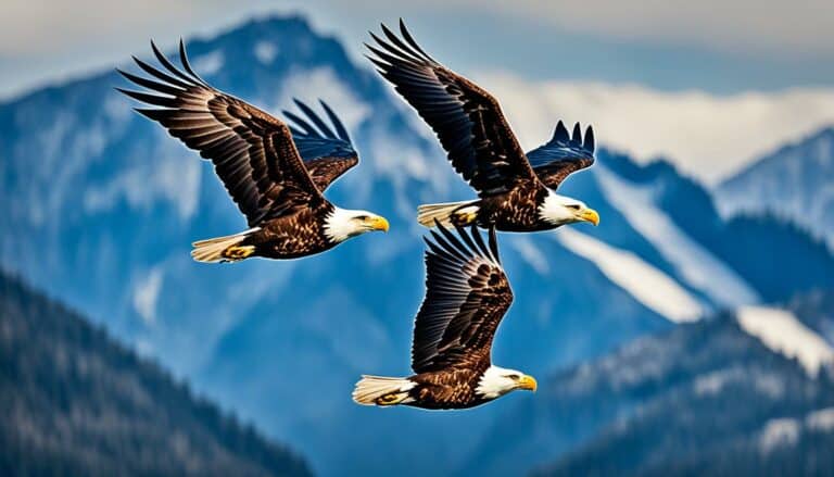 What are the migration patterns of bald eagles?