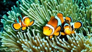 How do clownfish reproduce?