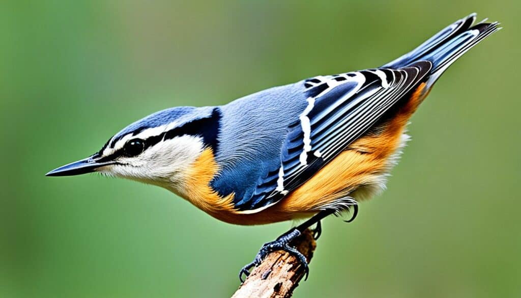How do you identify different species of nuthatches in the USA?